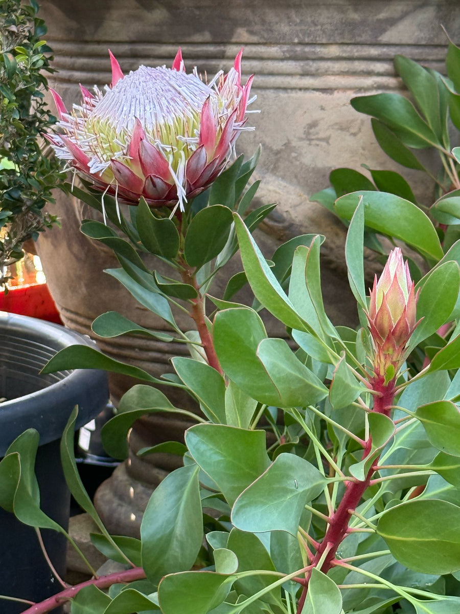 Protea Little Prince – Mother Earth Nursery