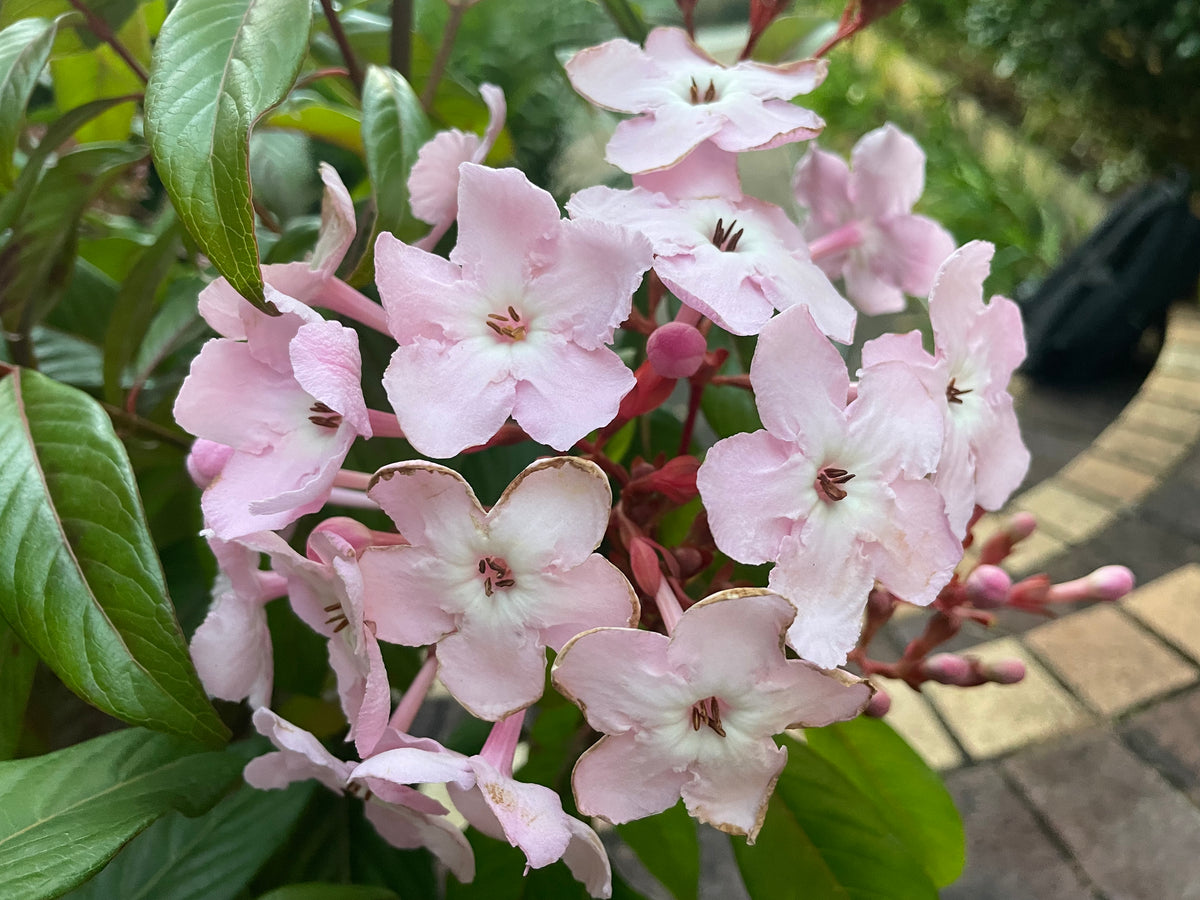 Luculia gratissima Fragrant Cloud - enquire in store – Mother Earth Nursery