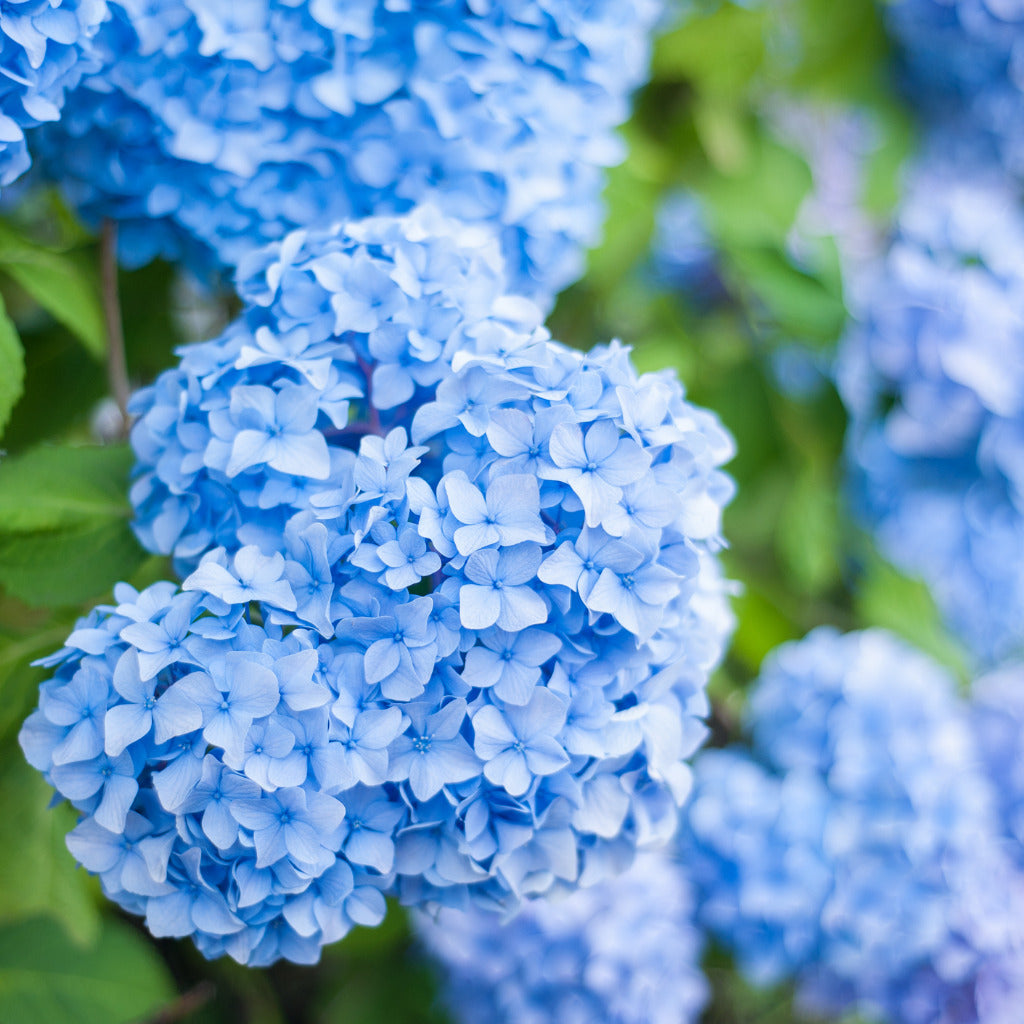 endless summer hydrangea blue