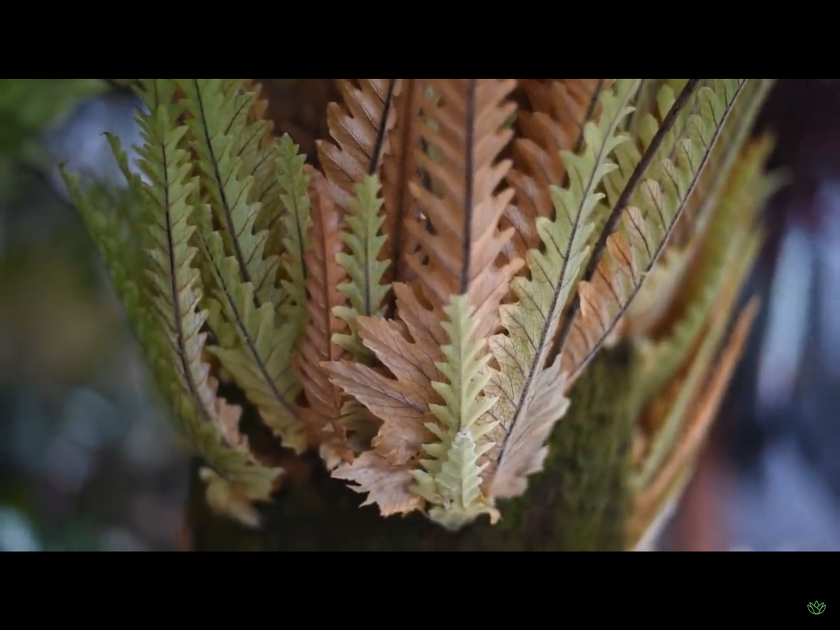 Ferns – Tagged "Rabbit proof plant" – Mother Earth Nursery