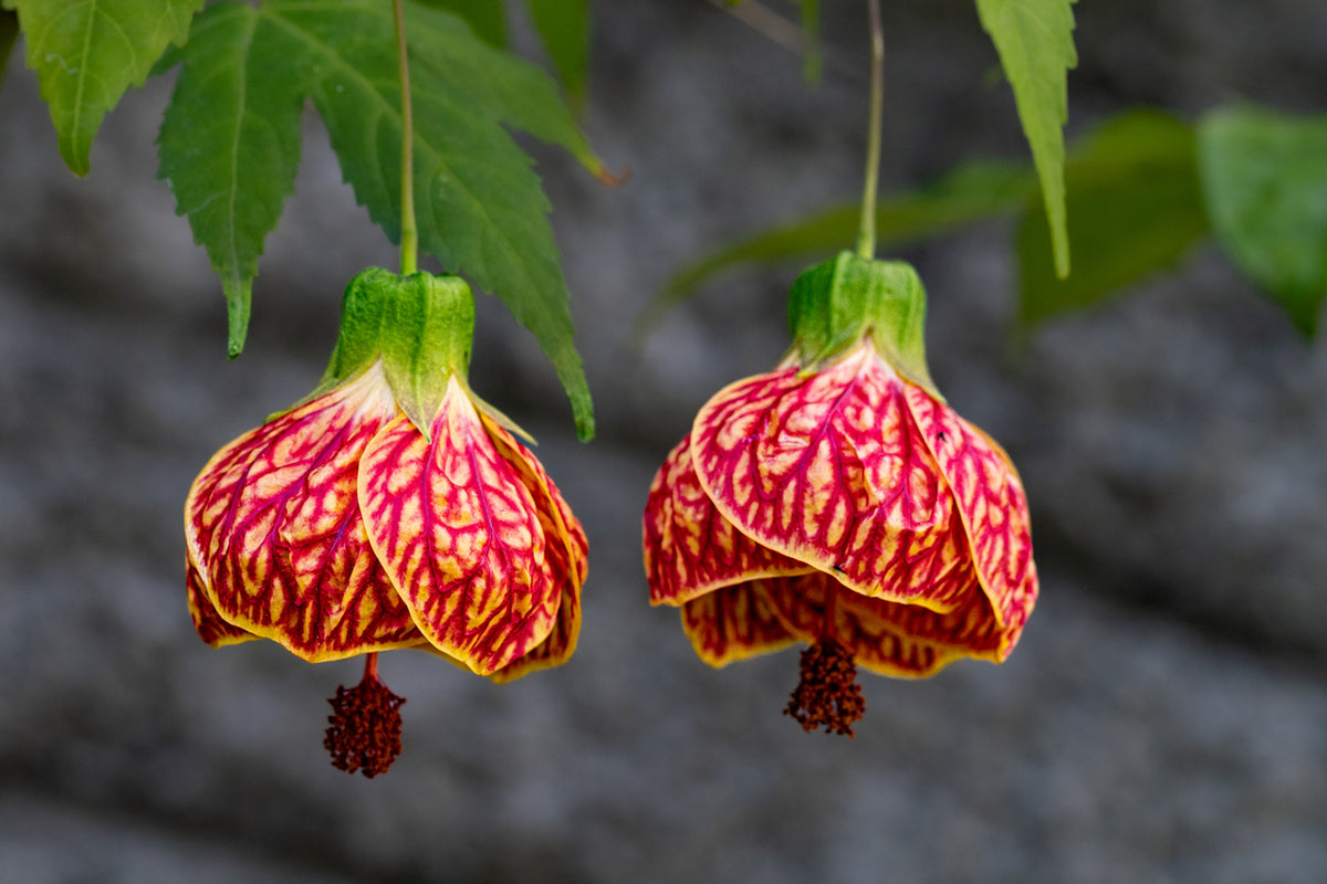 Abutilon, Hibiscus and Mallows – Tagged "Weeping plants" – Mother Earth ...