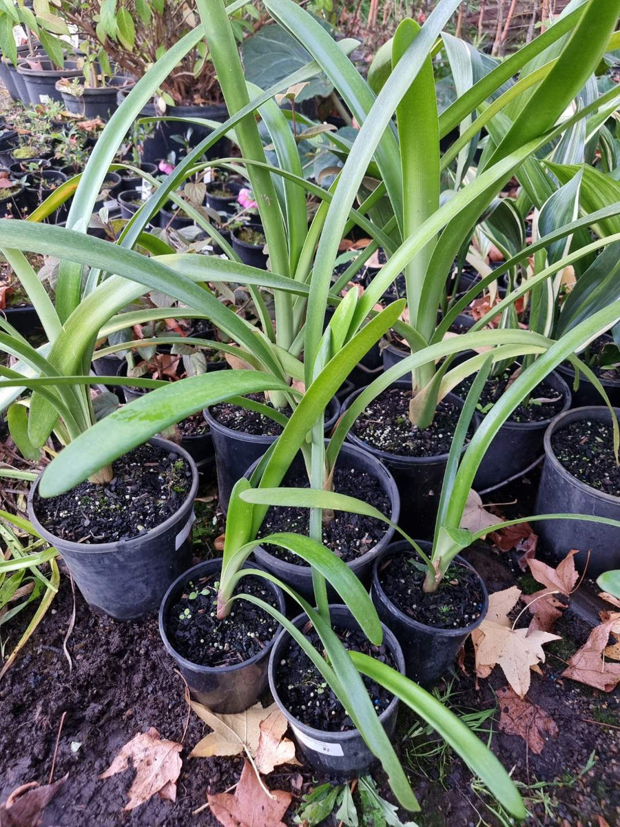 Clivia robusta Swamp Forest Clivia – Mother Earth Nursery