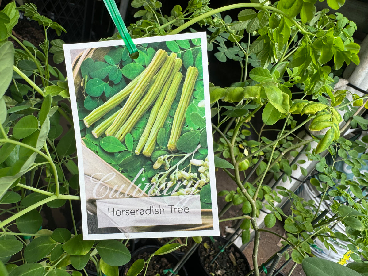 Moringa oleifera Miracle Tree – Mother Earth Nursery