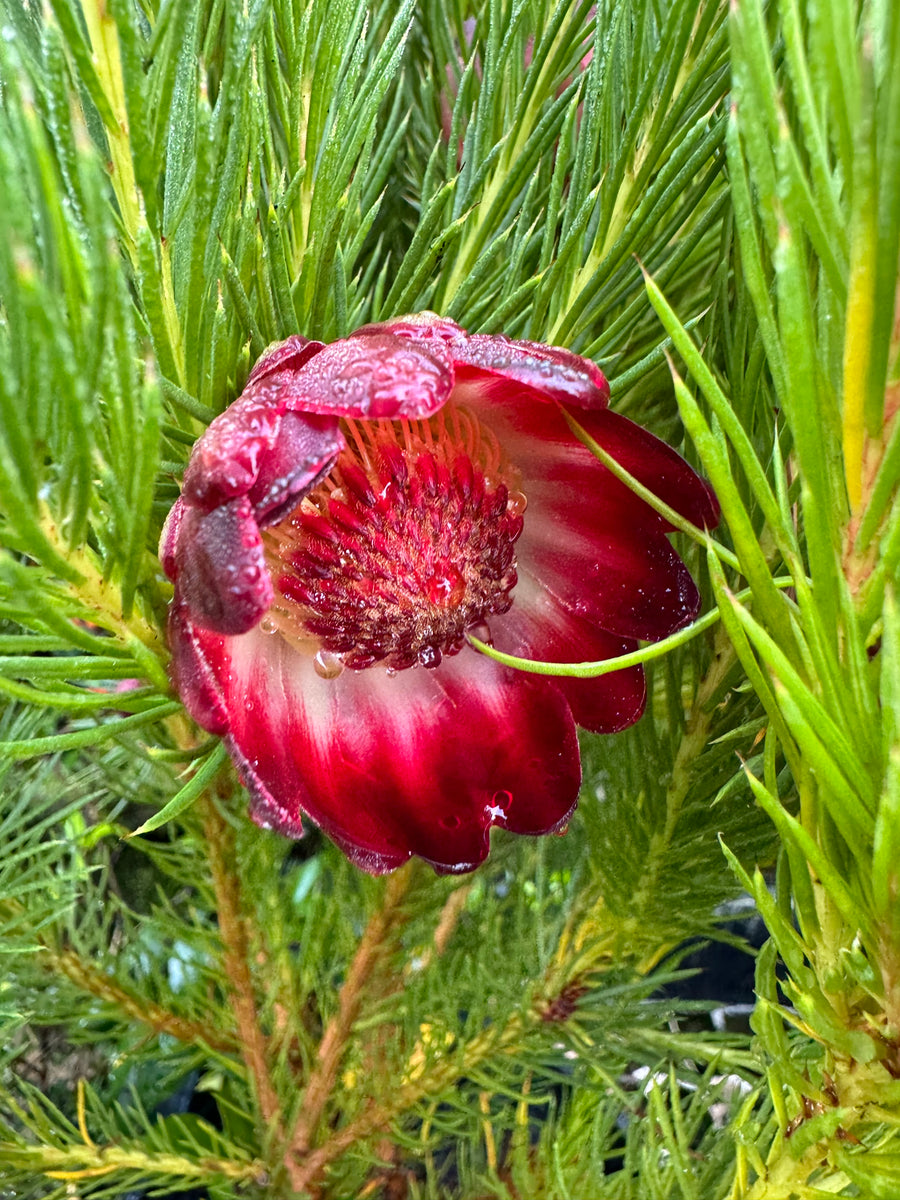 Protea nana Mountain Rose Protea – Mother Earth Nursery