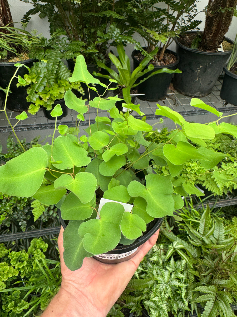 Pellaea ovata Scrambling Silver Dollar Fern - growing - ready soon ...