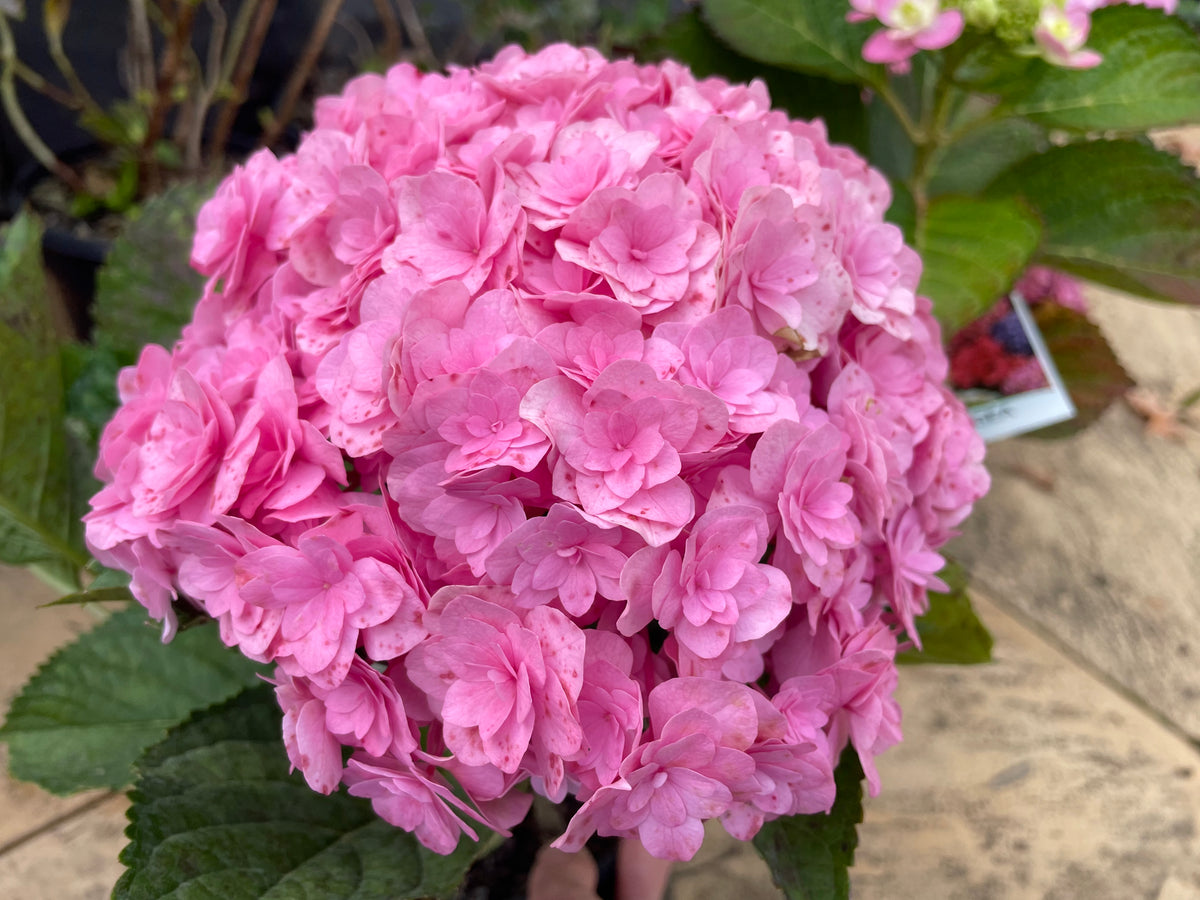 Hydrangea Galaxy – Mother Earth Nursery