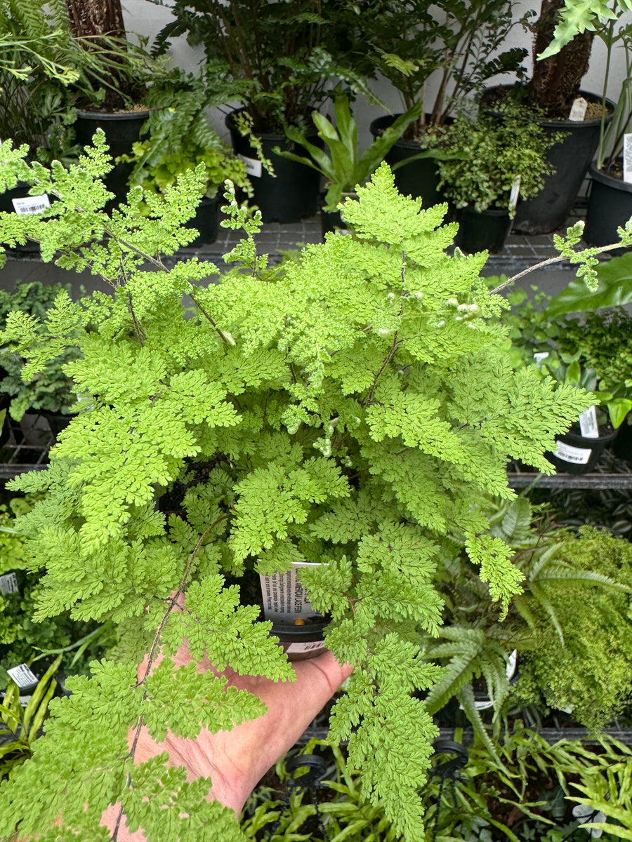 Cheilanthes myriophylla Central American Lace Fern – Mother Earth Nursery