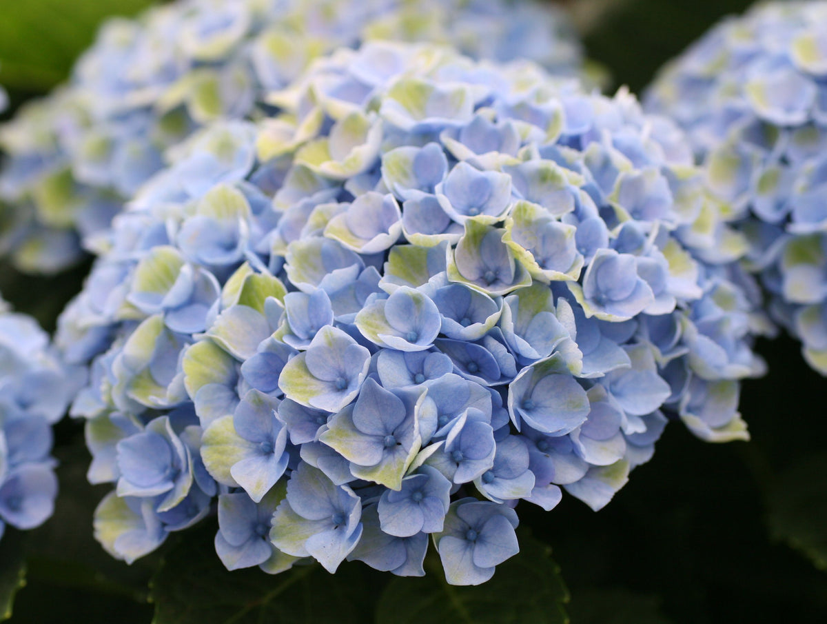 Hydrangea Magical Revolution - pruned back. – Mother Earth Nursery