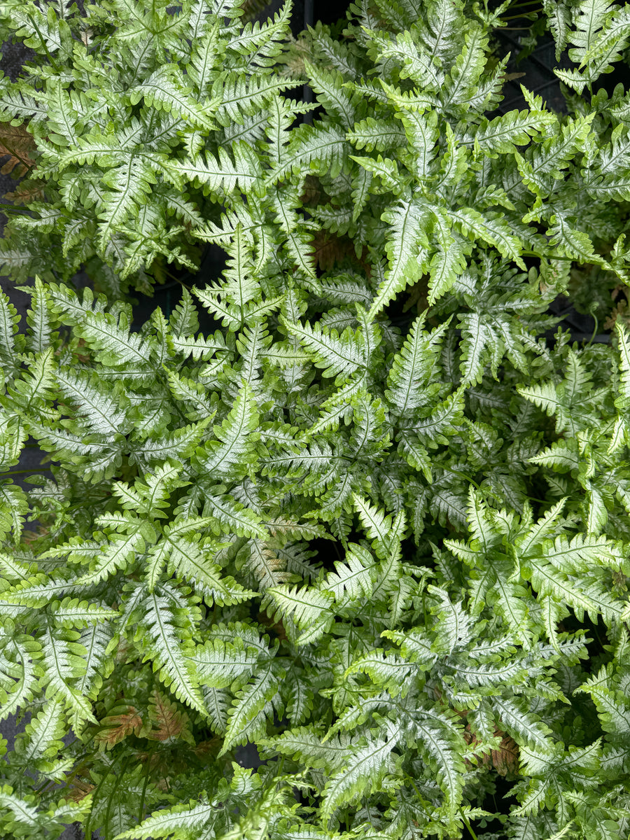 Pteris argyraea Silver Brake Fern – Mother Earth Nursery
