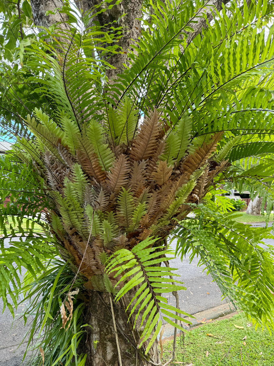 Drynaria rigidula Basket Fern Oakleaf Fern – Mother Earth Nursery