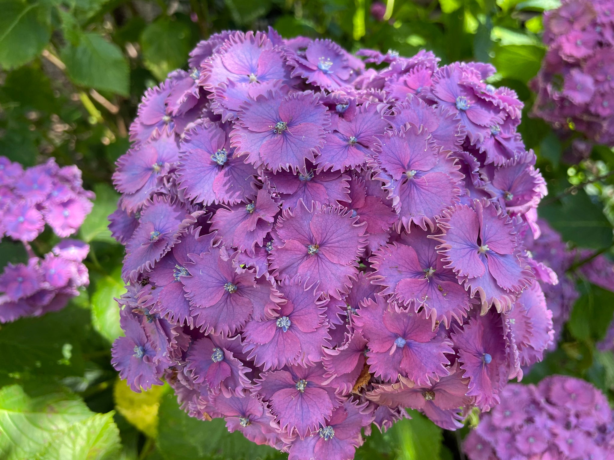 Hydrangea Prince Henry - pruned back – Mother Earth Nursery
