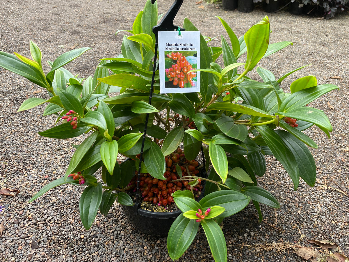 Medinilla basaltorum Comoros Island Medinilla Chandelier Plant - Limit ...