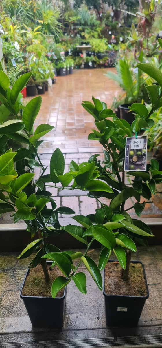 Citrus Indian Sweet Lime Mitha Nimbu - growing - ready end November ...