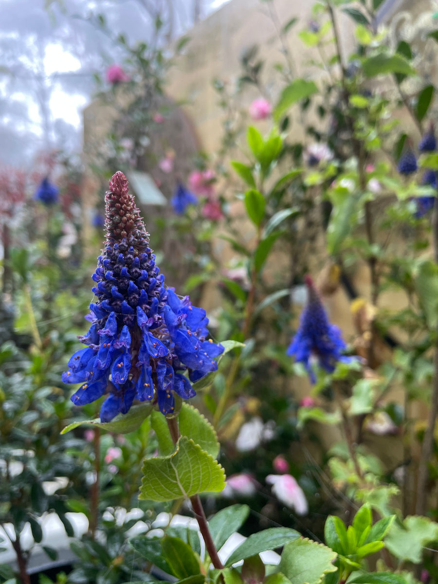 Pycnostachys urticifolia Hedgehog Sage or Blue Witches Hat - Growing ...