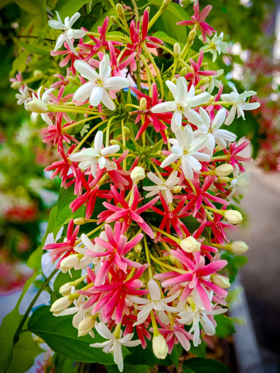 Quisqualis indica Rangoon Creeper Double Flowered Form - Pre Order in ...