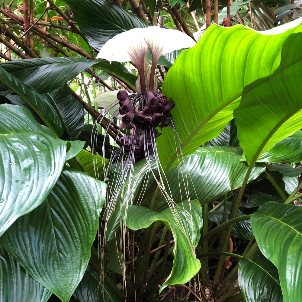 Tacca integrifolia White Bat Plant – Mother Earth Nursery