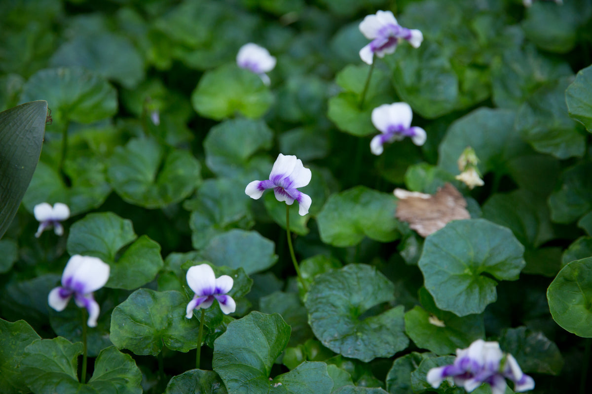 Viola hederacea Native Violet – Mother Earth Nursery