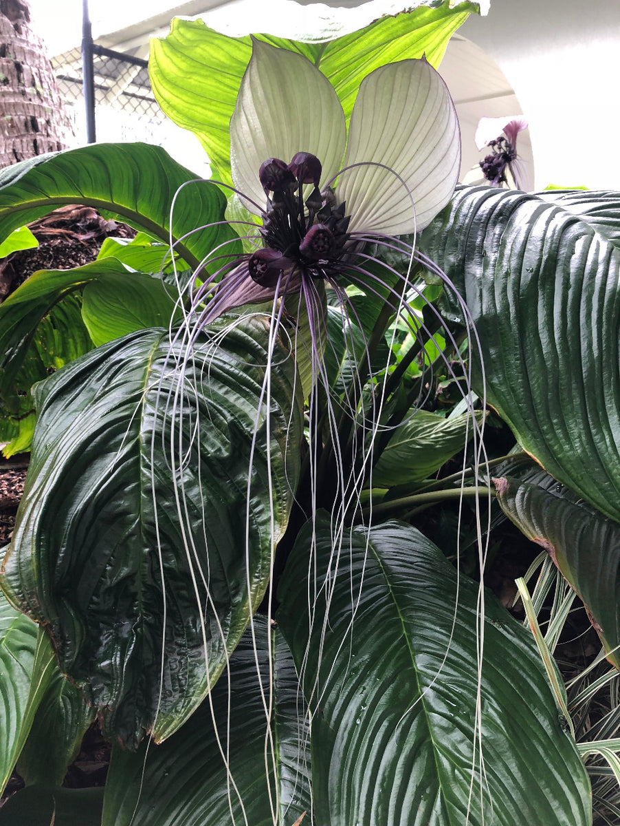 Tacca integrifolia White Bat Plant – Mother Earth Nursery