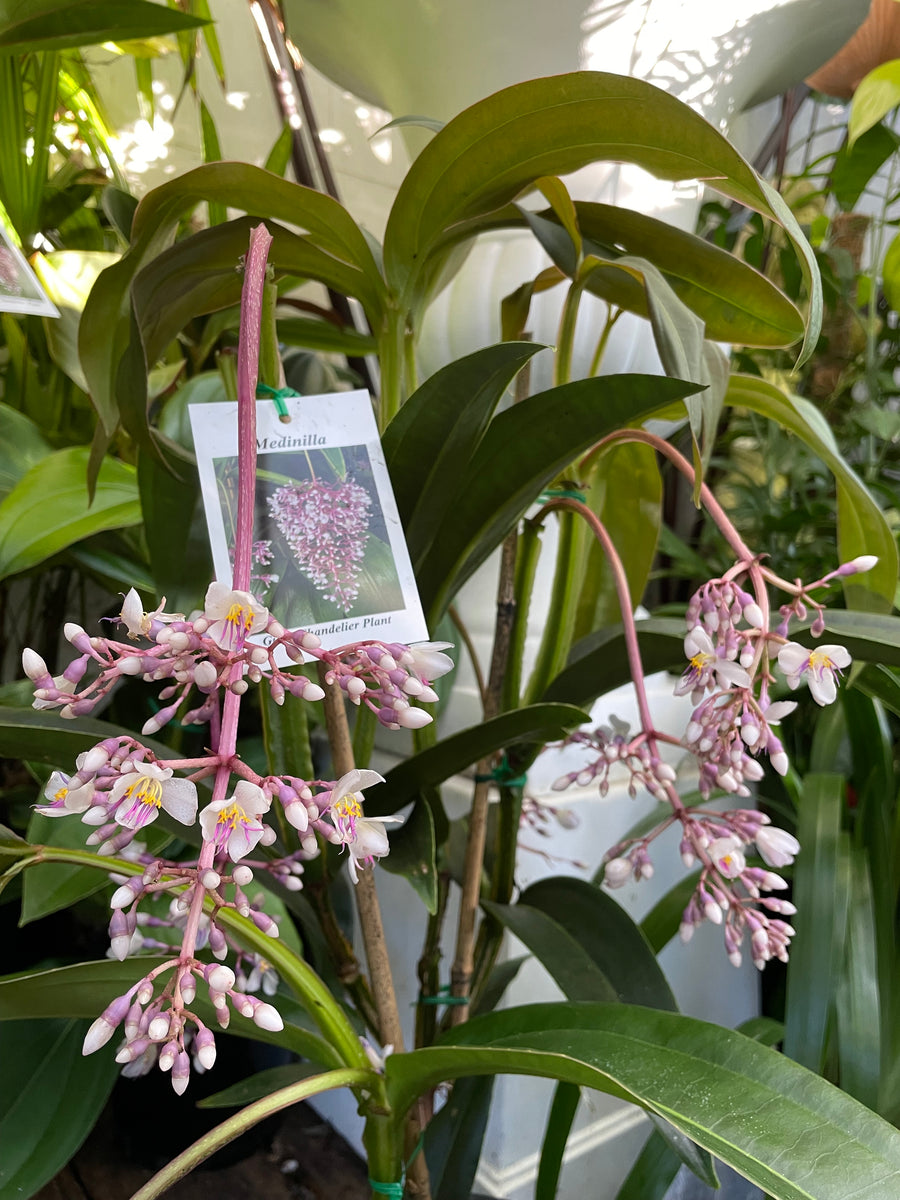 Medinilla dolichophylla Giant Chandelier Plant - covered in flower bud ...