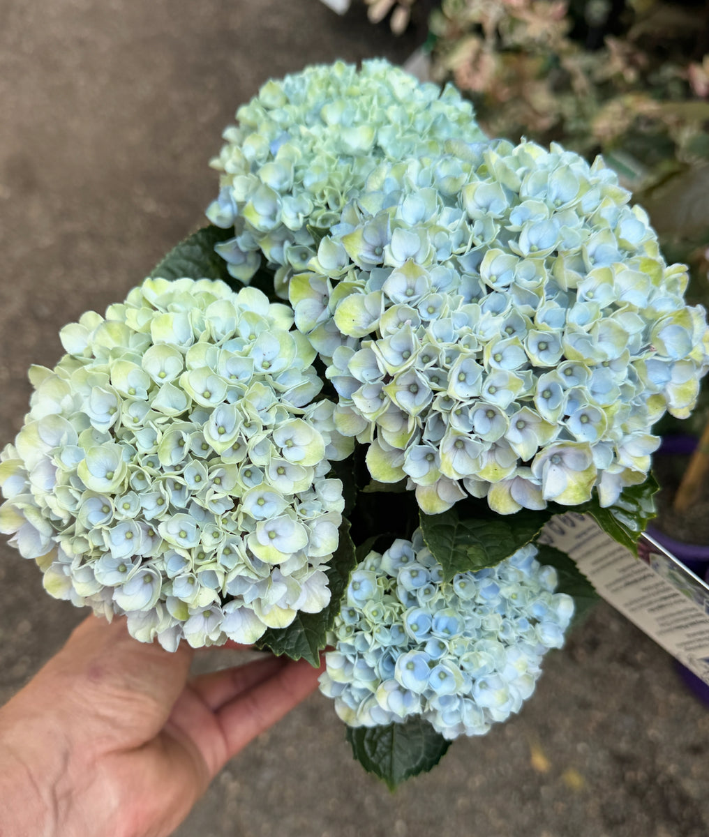 Hydrangea Magical Revolution - pruned back. – Mother Earth Nursery