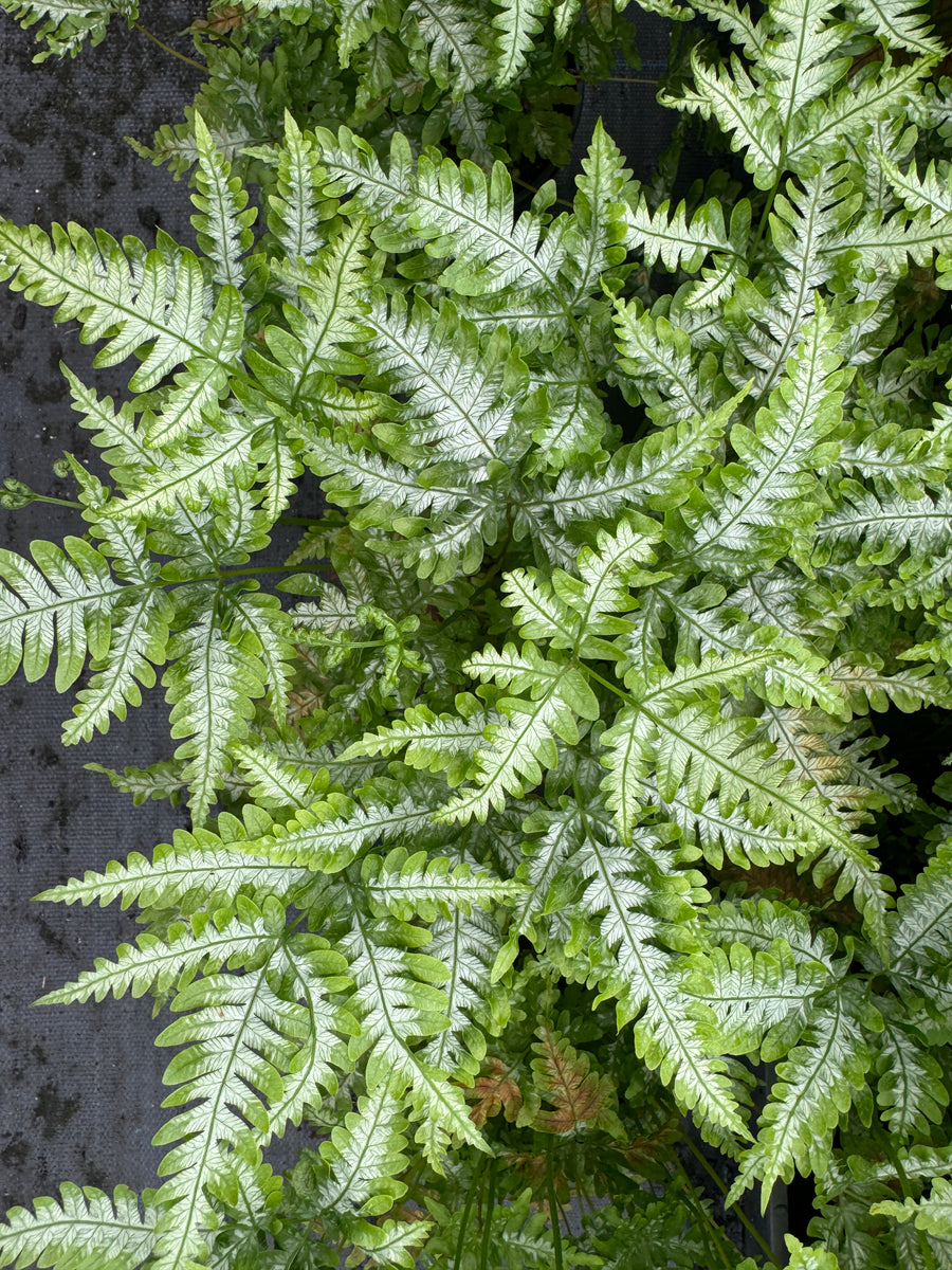 Pteris argyraea Silver Brake Fern – Mother Earth Nursery