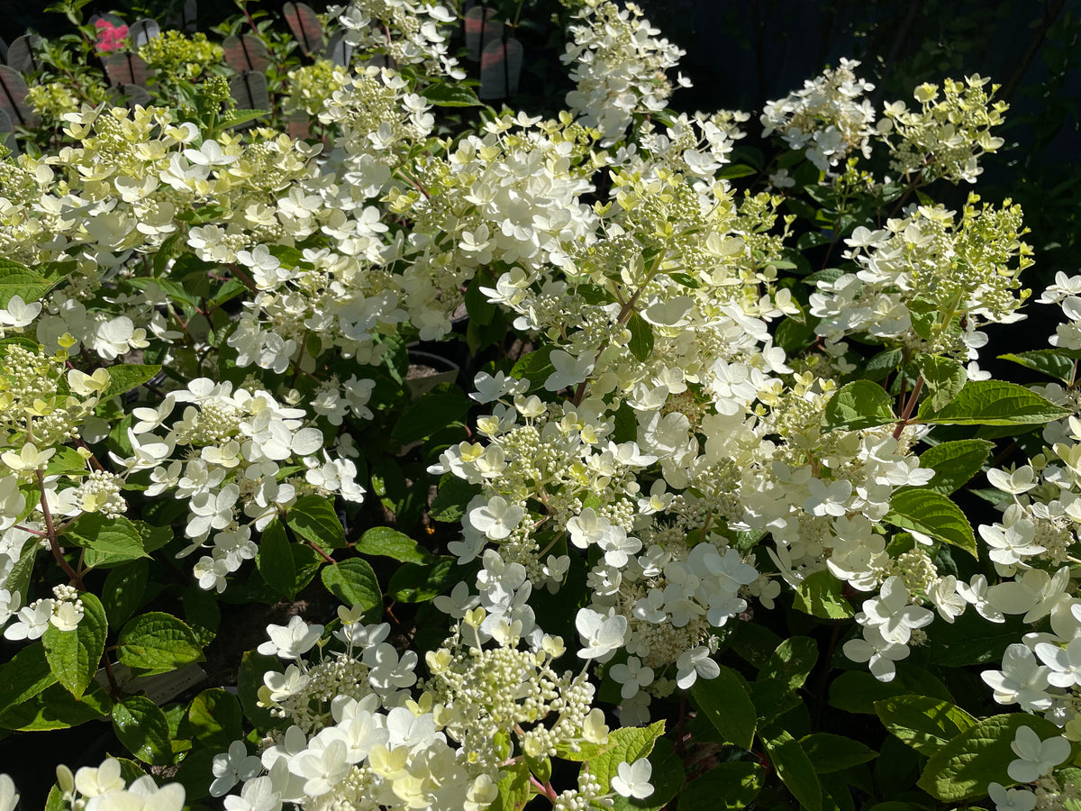 Hydrangea paniculata Pee Gee – Mother Earth Nursery