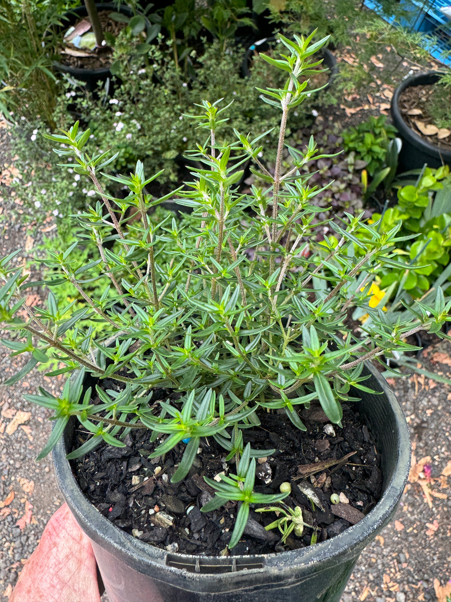 Prostanthera scutellariodes NSW Mint Bush – Mother Earth Nursery