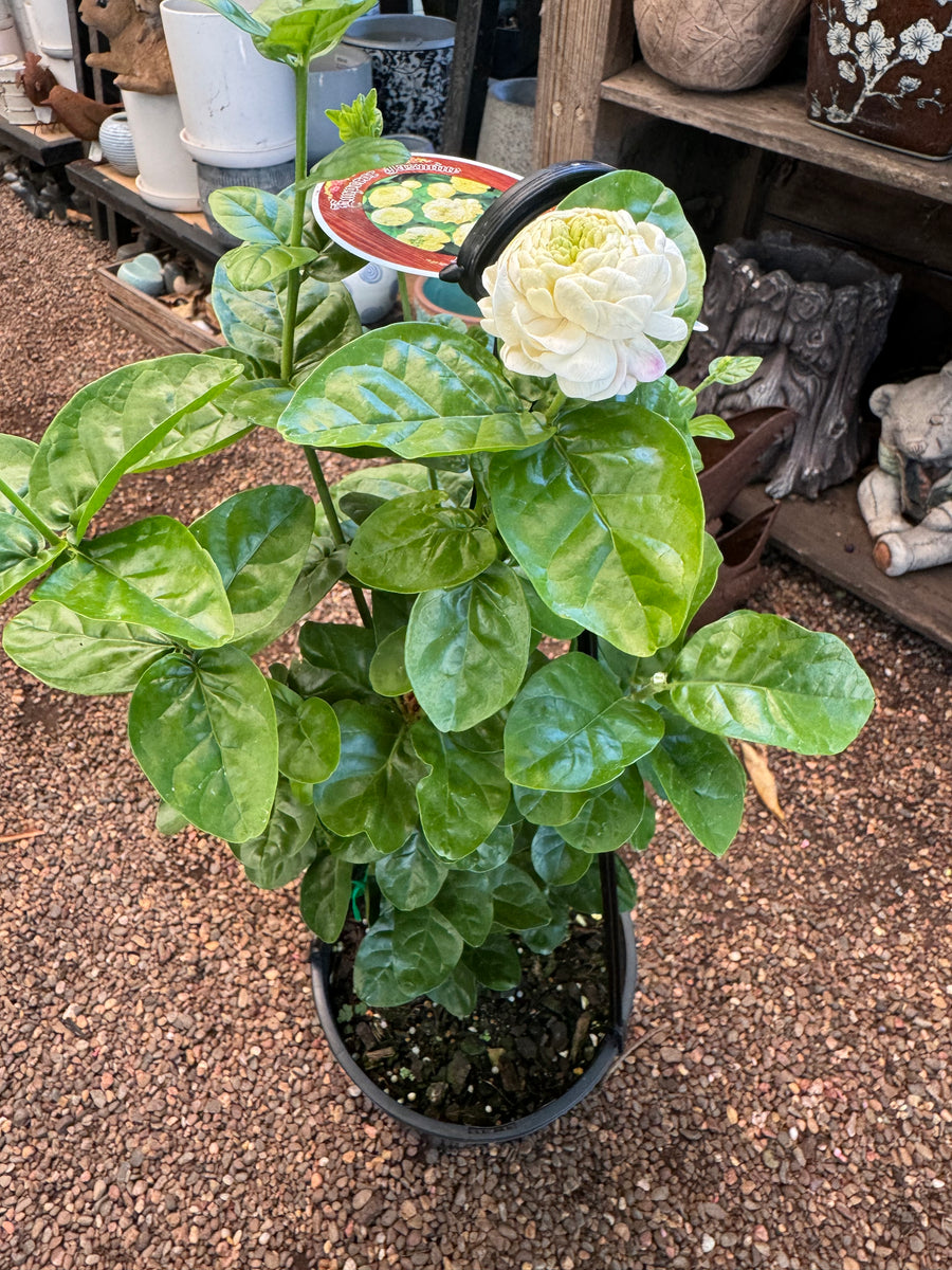 Jasminum Emperor Jasmine - Growing - Ready Early Summer 2025 – Mother ...