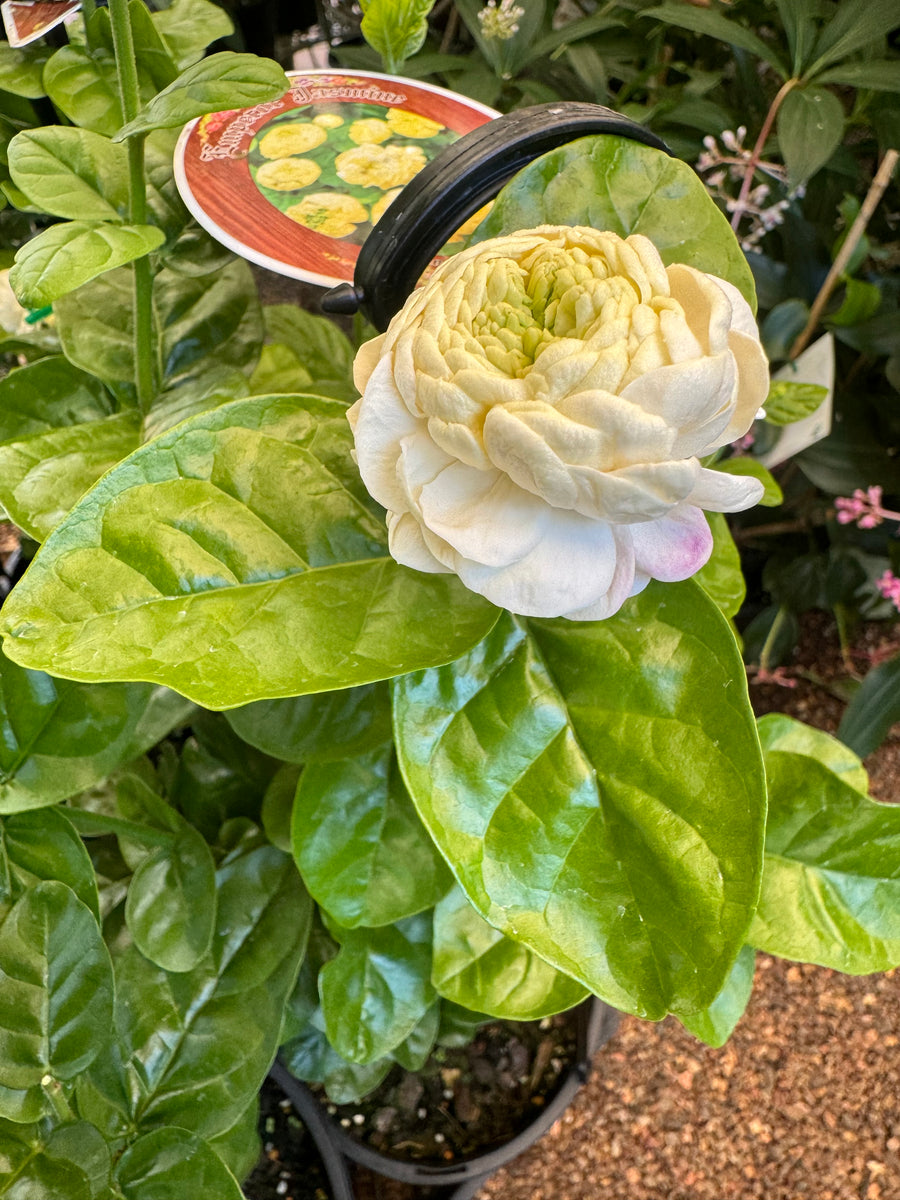 Jasminum Emperor Jasmine - Growing - Ready Early Summer 2025 – Mother ...