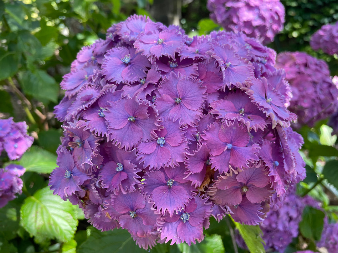 Hydrangea Prince Henry - pruned back – Mother Earth Nursery