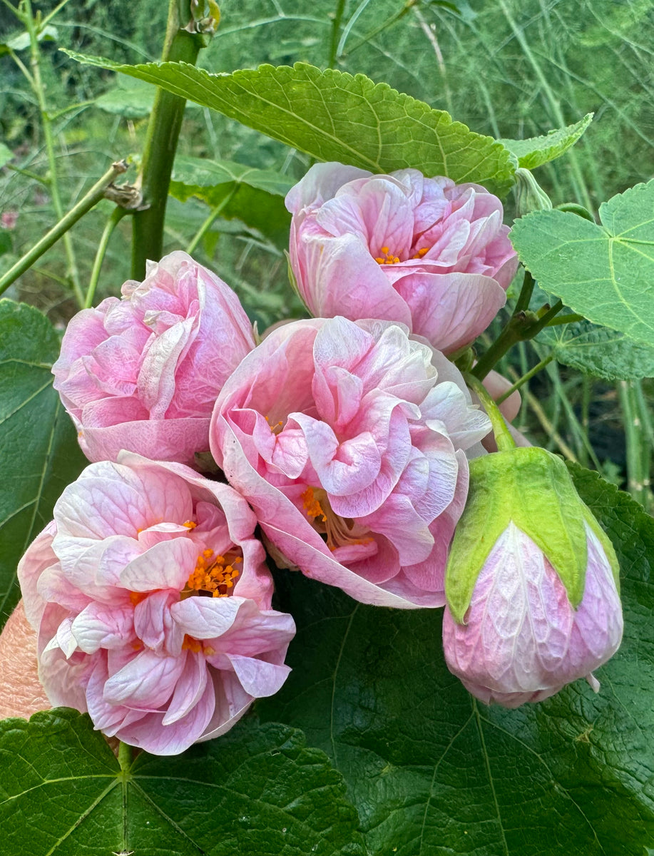 Abutilon Victorian Lady Double Pink Chinese Lantern – Mother Earth Nursery
