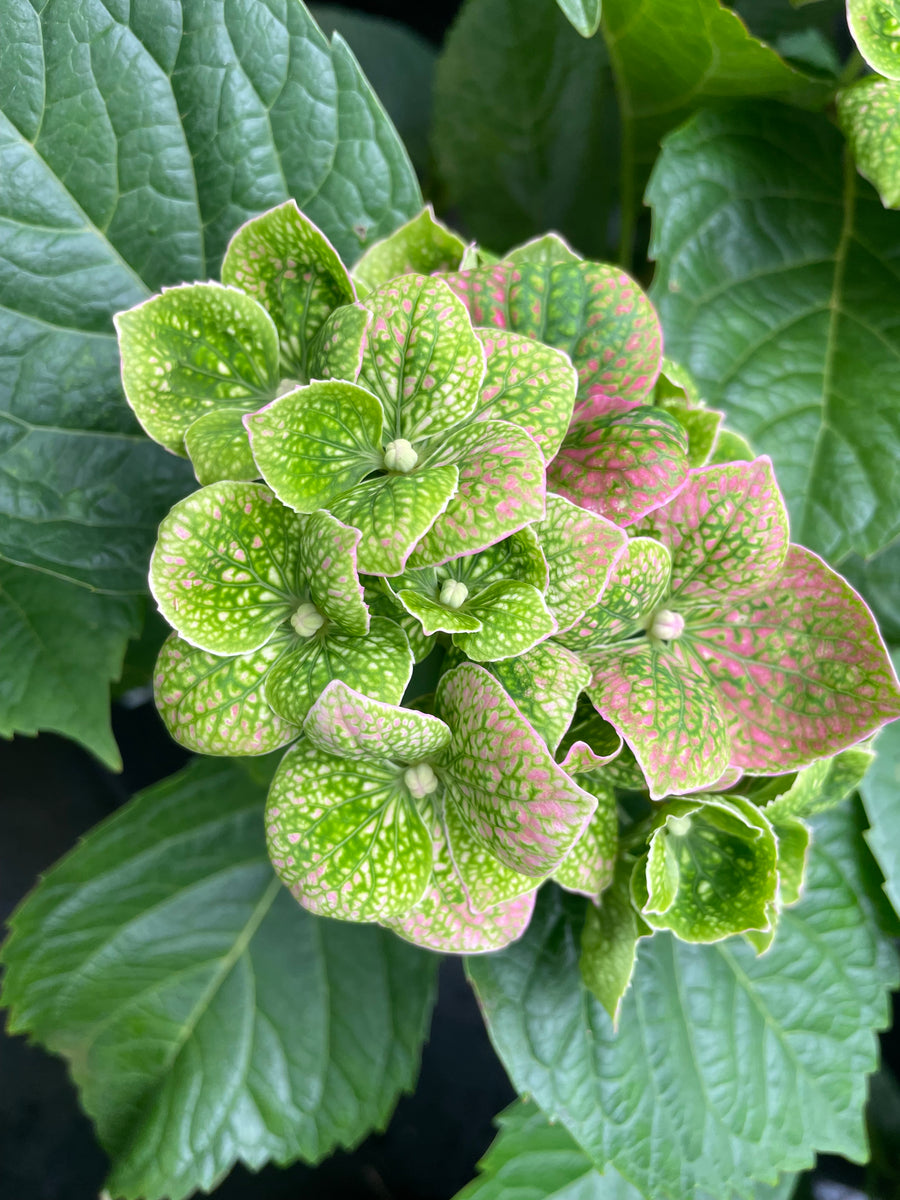 Hydrangea Green Mantle - pruned back – Mother Earth Nursery