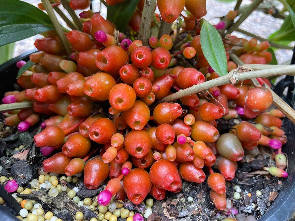 Medinilla basaltorum Comoros Island Medinilla Chandelier Plant - Limit ...