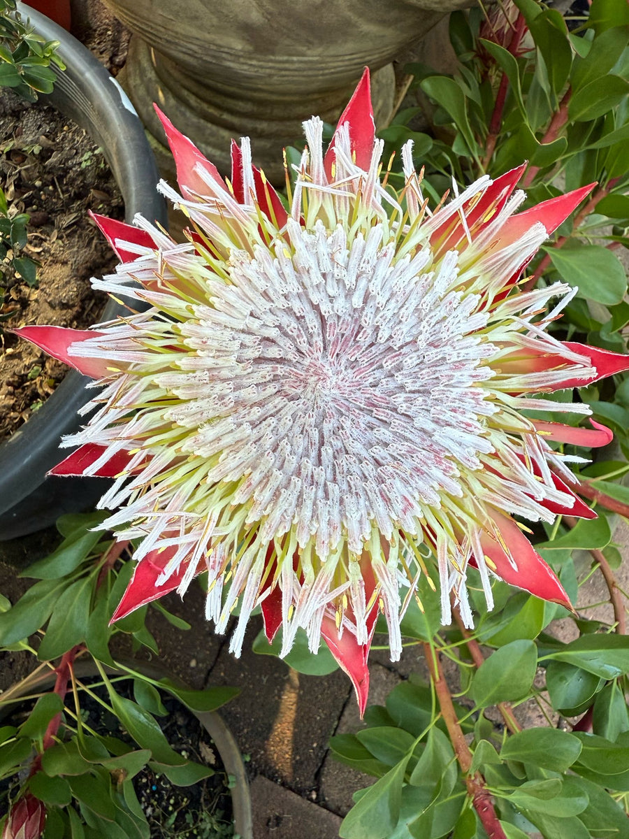 Protea Little Prince – Mother Earth Nursery