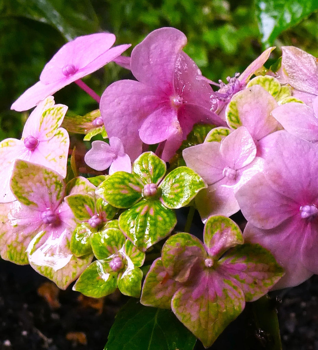 Hydrangea Goliaths Emerald – Mother Earth Nursery