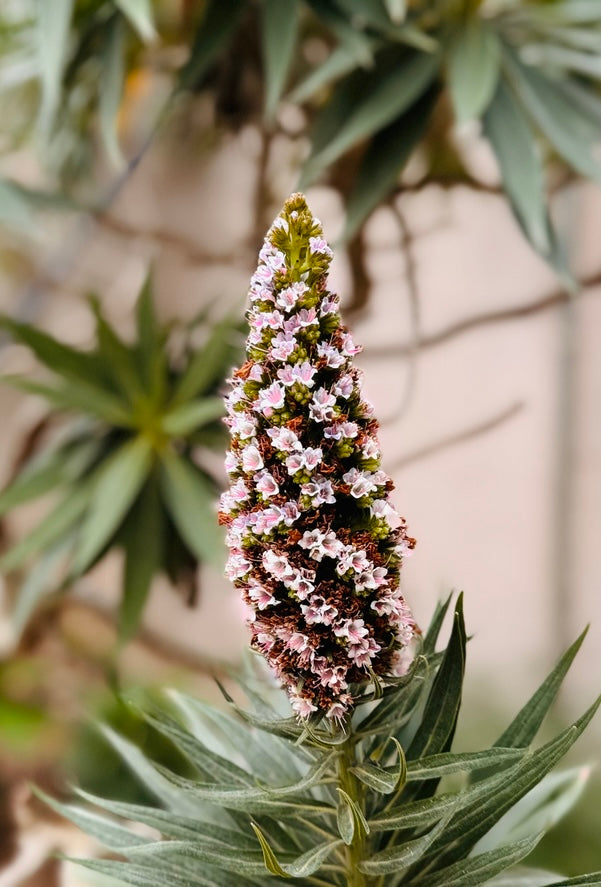 Echium virescens Silver Pink - Pride of Madeira – Mother Earth Nursery