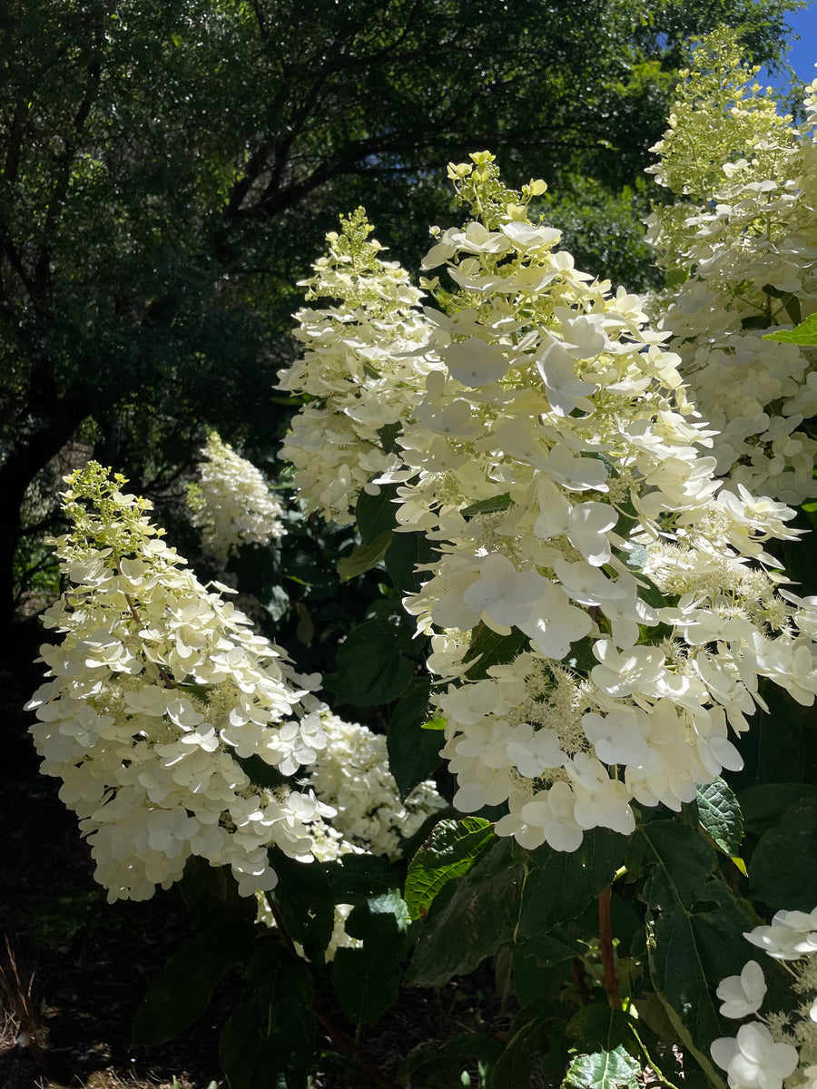 Hydrangea paniculata Pee Gee – Mother Earth Nursery