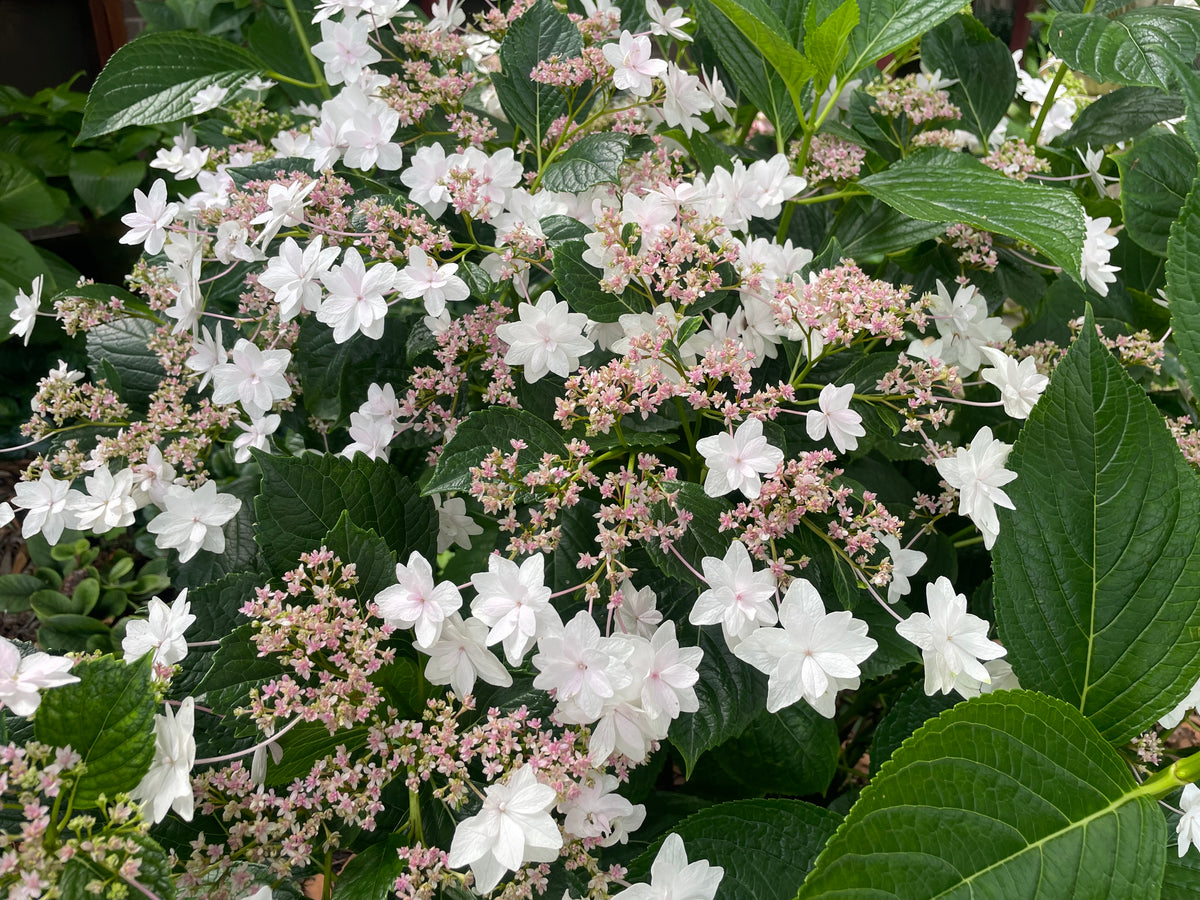 Hydrangea Hanabi - growing - coming soon! – Mother Earth Nursery