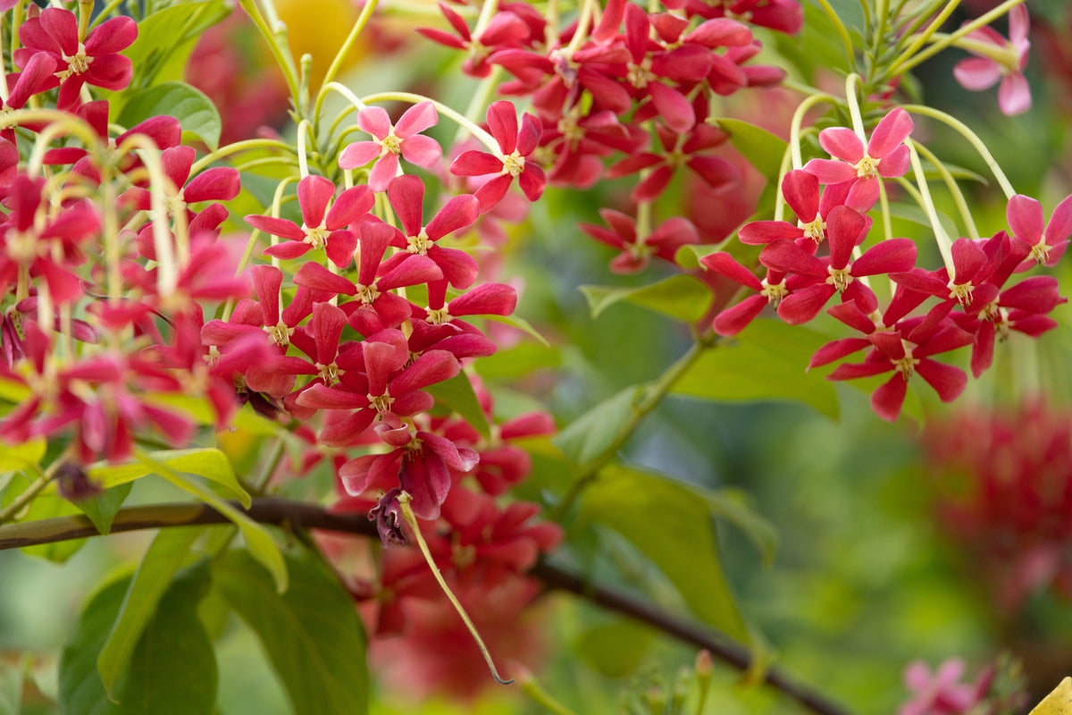 Quisqualis indica Rangoon Creeper – Mother Earth Nursery