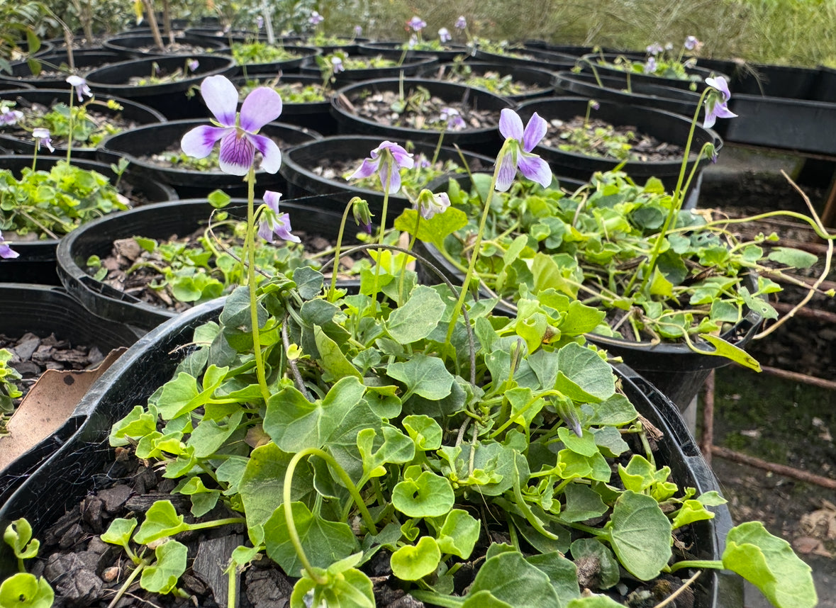Viola eminens Native Stately Violet – Mother Earth Nursery