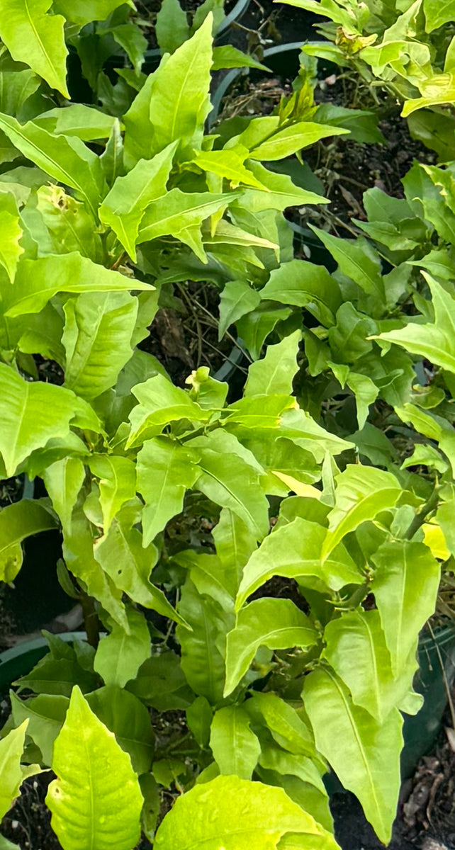 Citrus inodora Russell River Lime or Australian Large Leaf Finger Lime ...