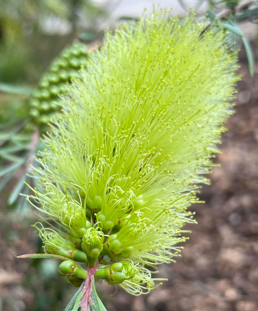 Callistemon pachyphyllus Green - Ready Mid-End November 2025 – Mother ...
