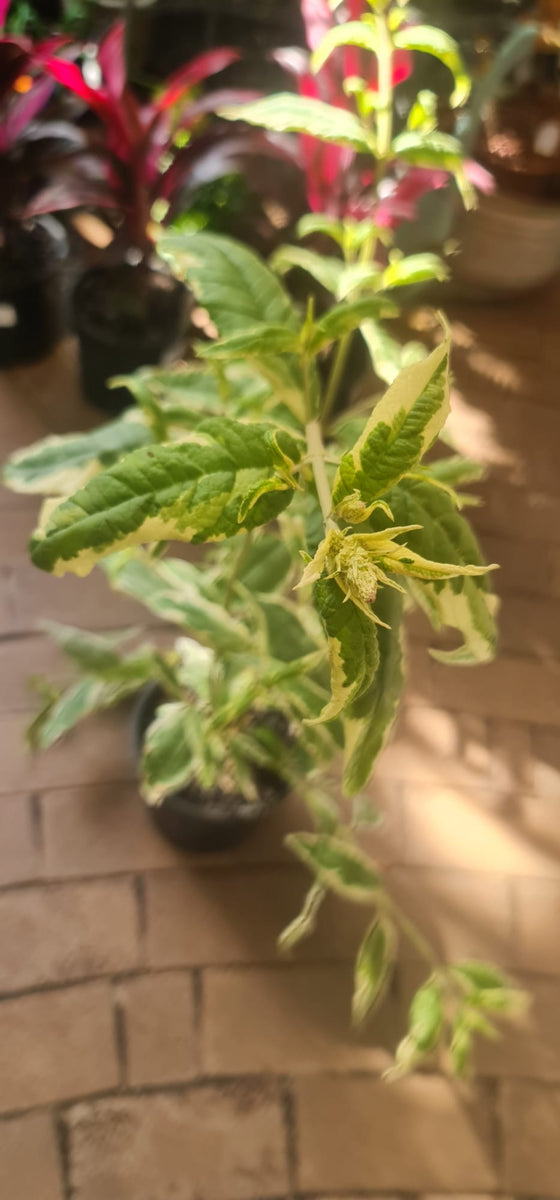 Buddleja davidii Harlequin - Variegated Butterfly Bush – Mother Earth ...