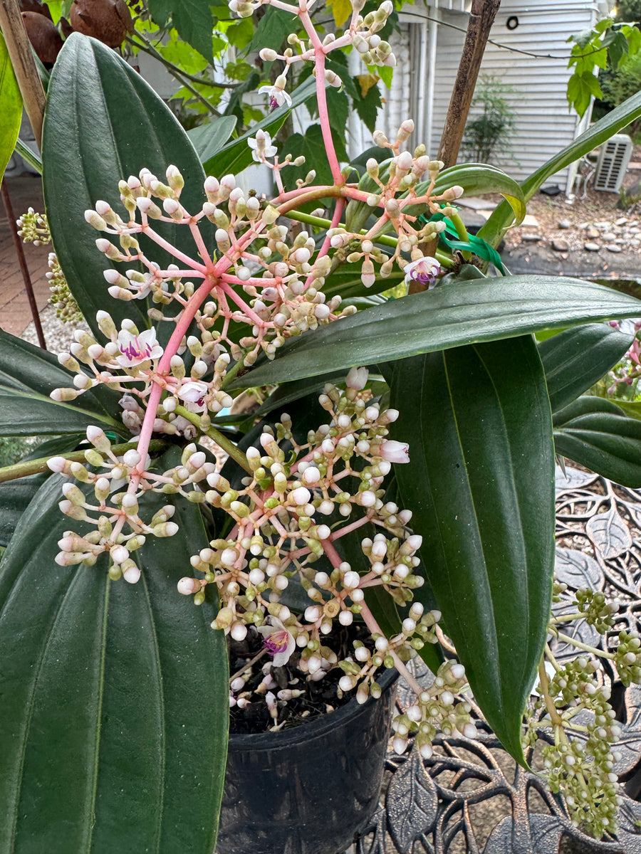 Medinilla pendula Chandelier Plant - ready Now and in bud! – Mother ...