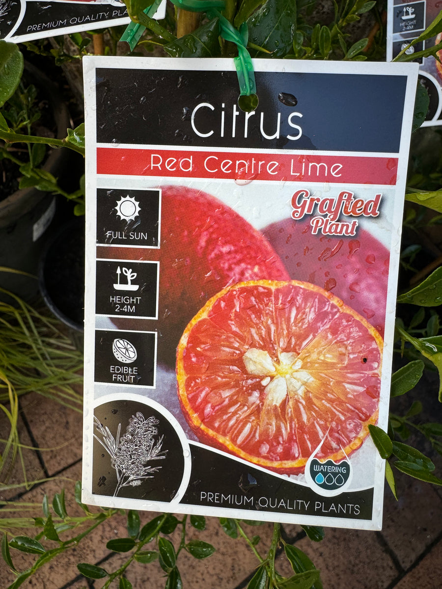 Citrus Gems Red Centre Lime / Australian Blood Lime – Mother Earth Nursery