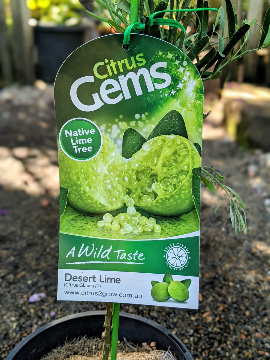 Citrus glauca Australian Desert Lime – Mother Earth Nursery