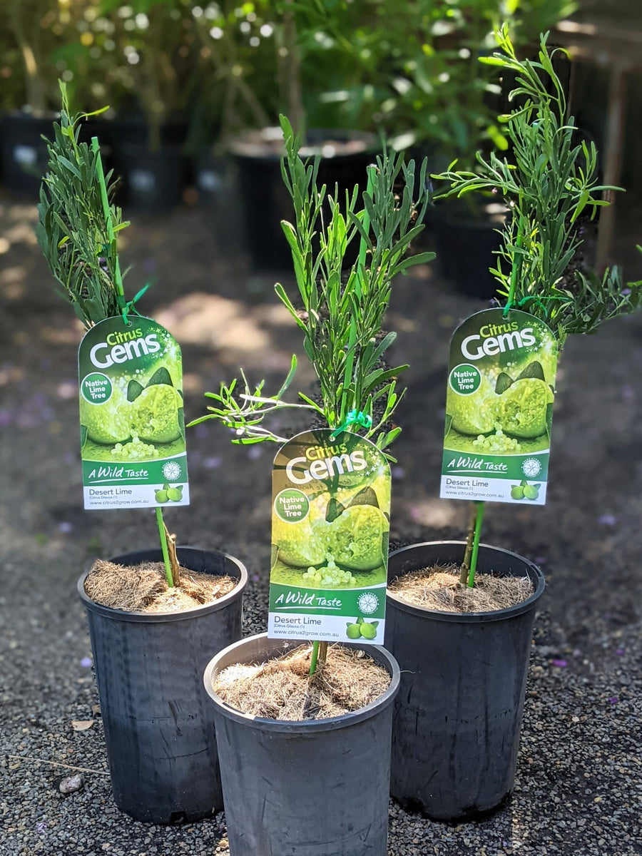 Citrus glauca Australian Desert Lime – Mother Earth Nursery