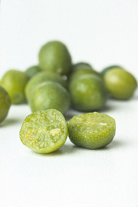 Citrus glauca Australian Desert Lime – Mother Earth Nursery