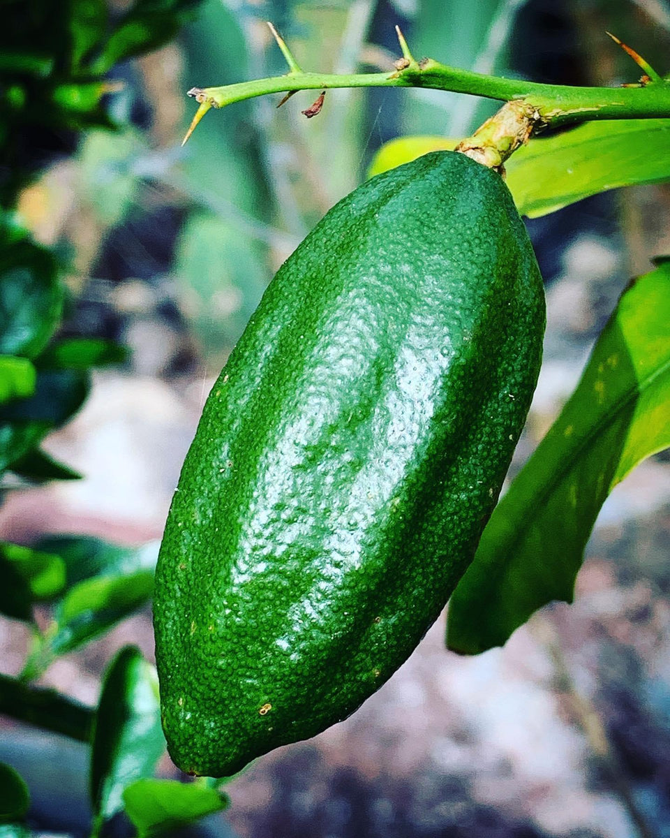 Citrus inodora Russell River Lime or Australian Large Leaf Finger Lime ...