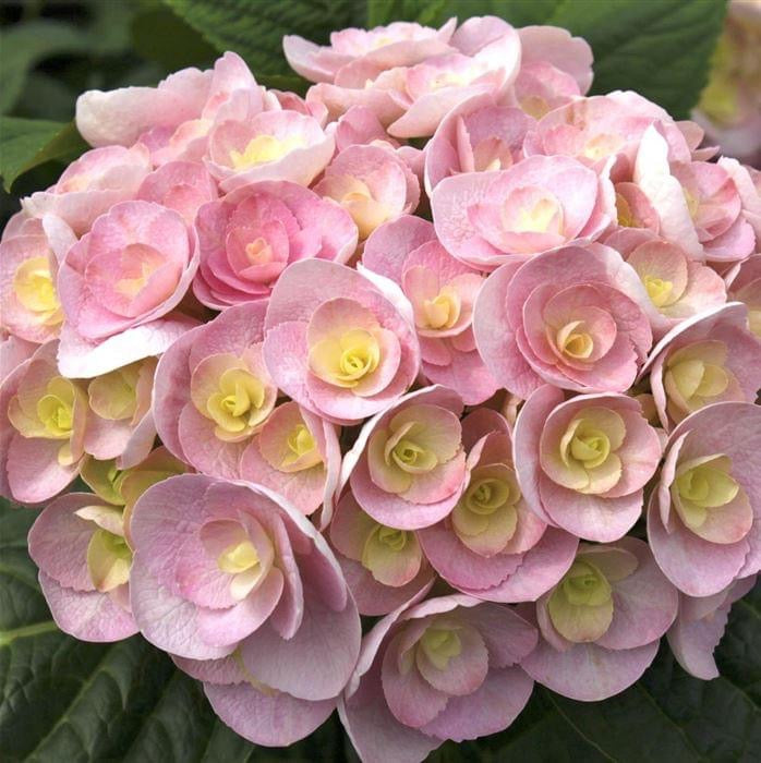 Mother Earth Nursery